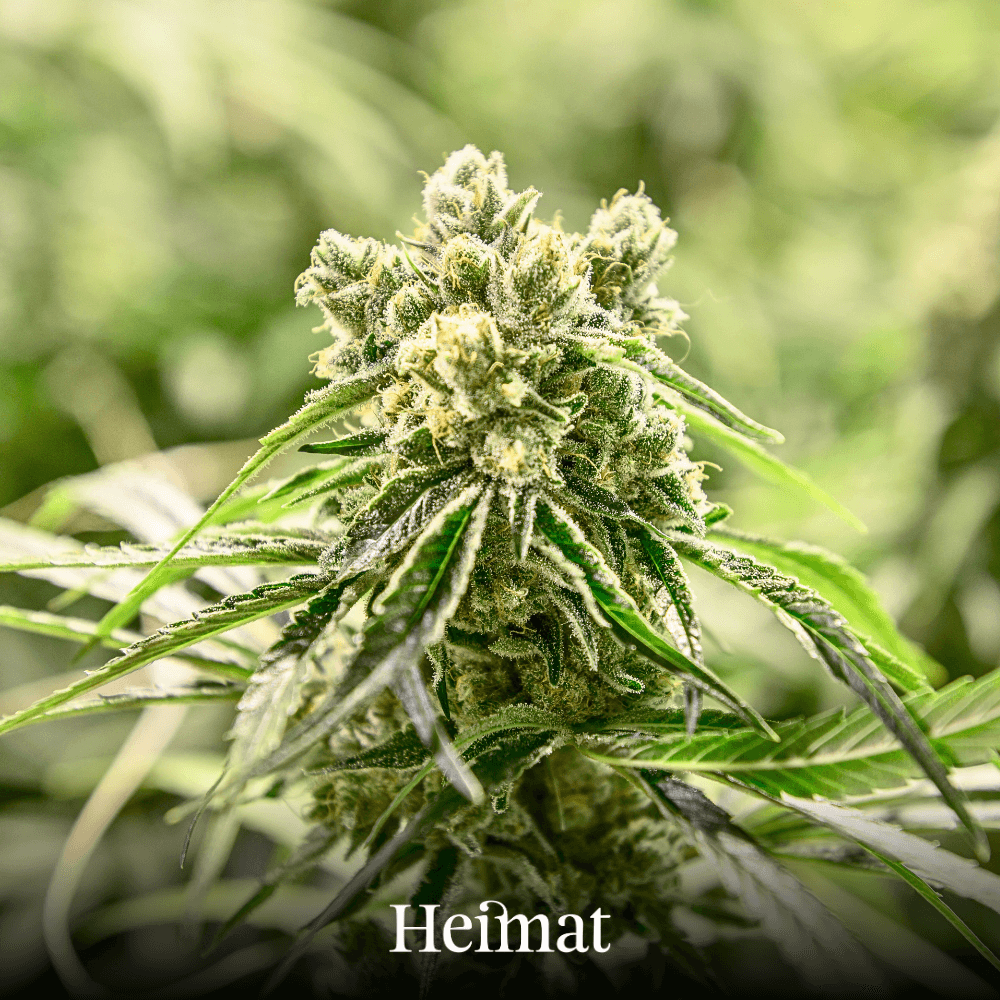 Hanfblüten Ernst kaufen – Indoor-Qualität mit bis zu 20 % CBD – Heimat